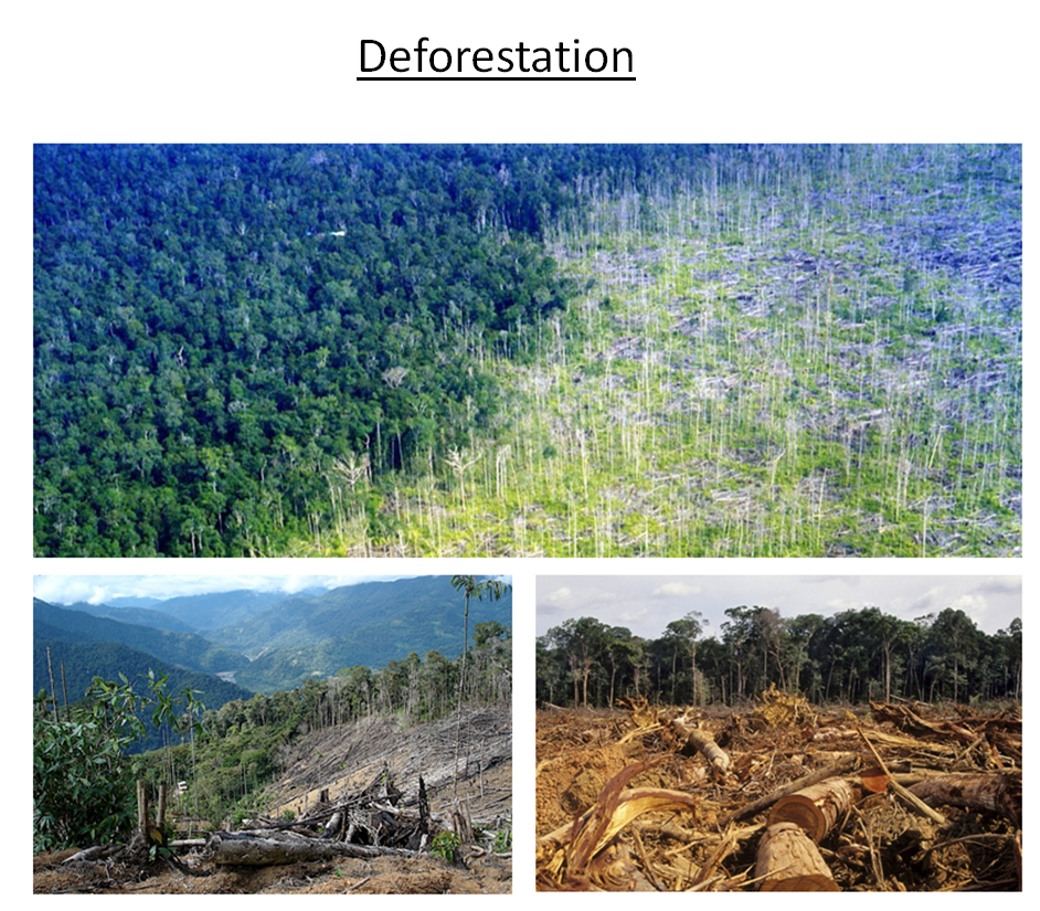 deforestation | SIMCenter