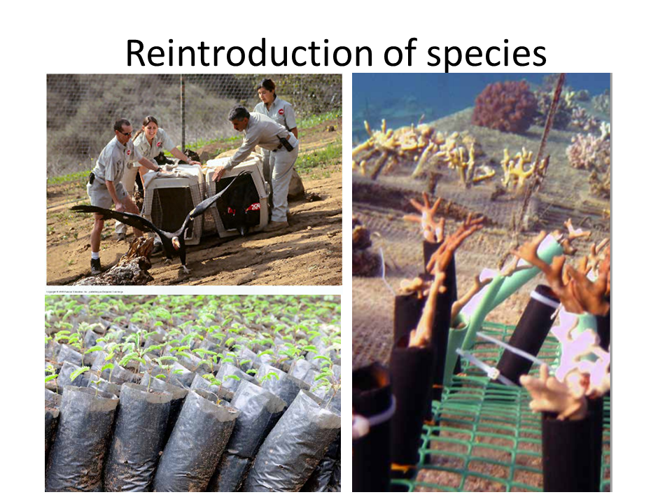 Reintroduction of species | SIMCenter