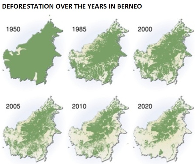 Deforestation over the years in Borneo | SIMCenter